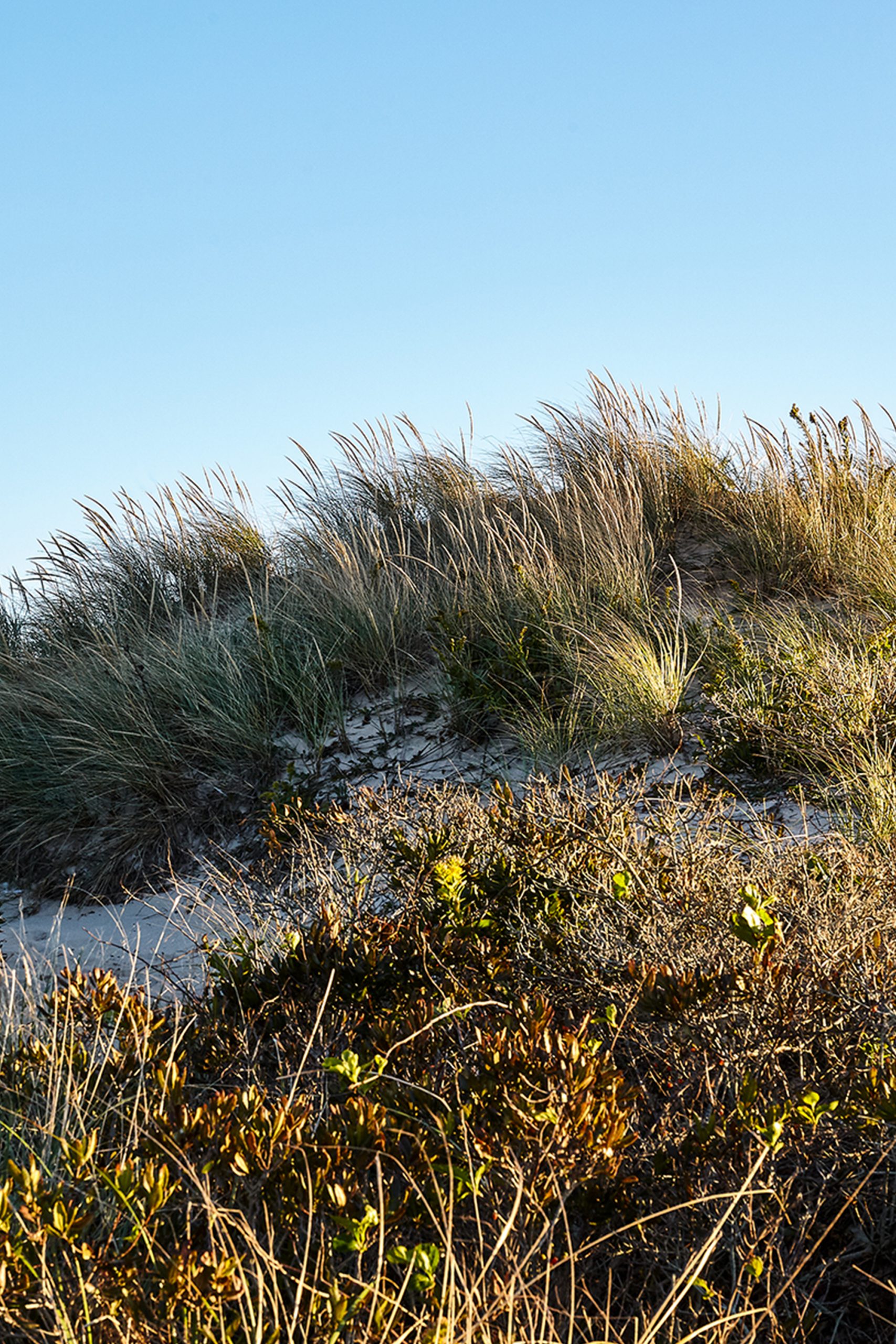 Marram | Maker